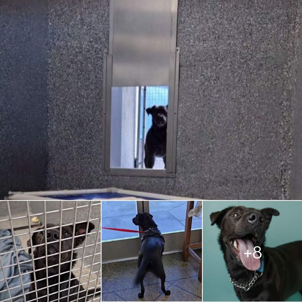 From Heartbreak to Happiness: Resilient Dog Finds Home After Three ...
