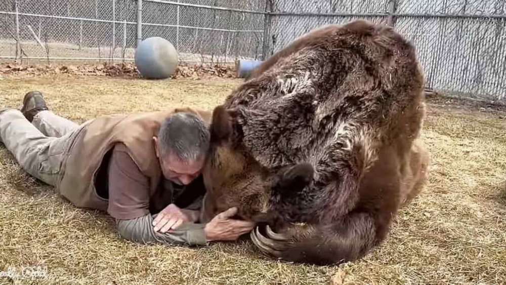 Giant Syrian Bear Shares Heartwarming Moment with Rescuer