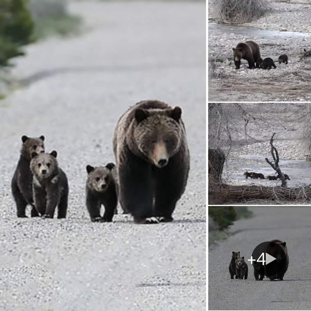 Grizzly 399 Surprises Grand Teton National Park with 4 Adorable New Cubs | Daily BB News