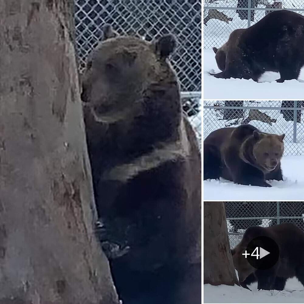 Grizzly Bear Randy Enjoys Making Snow Angels At New York Wildlife Center