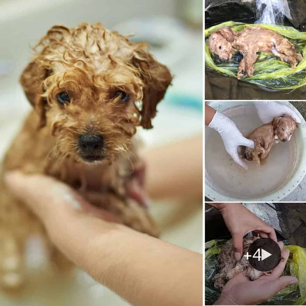 Heartbreaking Rescue: Neglected Puppy Saved After Being Abandoned by ...