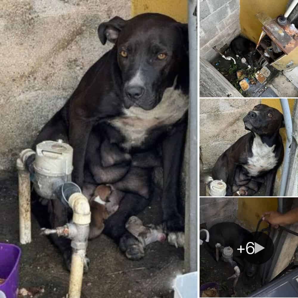 Heartbreaking Story of an Abused Dog Giving Birth in the Rain