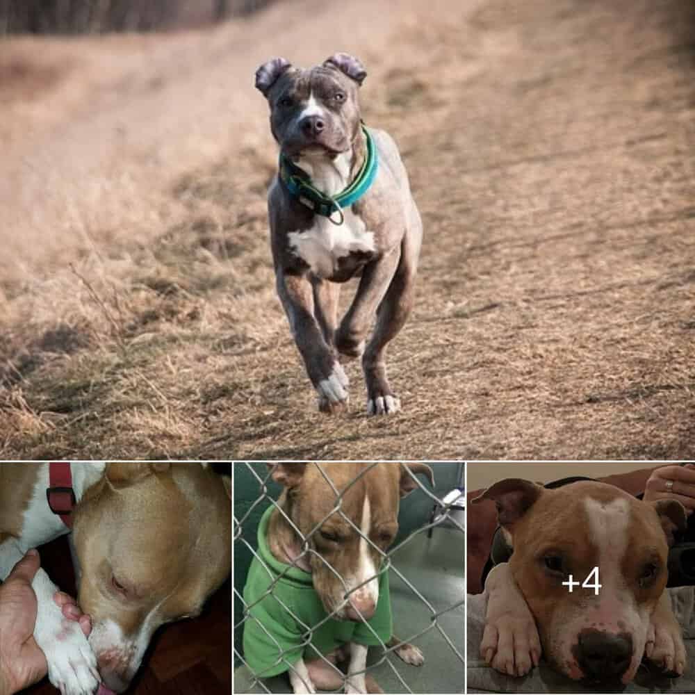 Heartwarming Rescue: Bobby the Abandoned Dog Finds Love