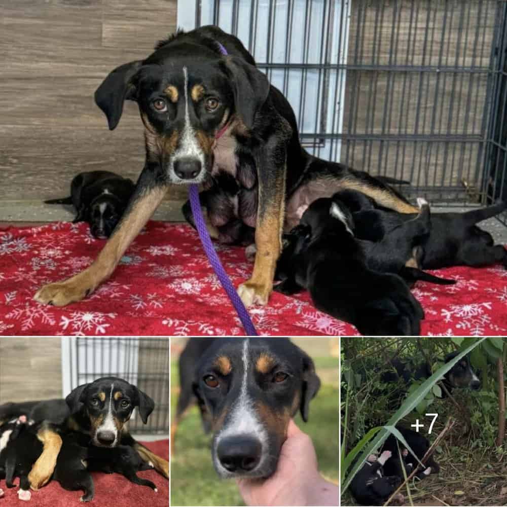 Heartwarming Rescue: Mama Dog and Pups Saved from Roadside Peril