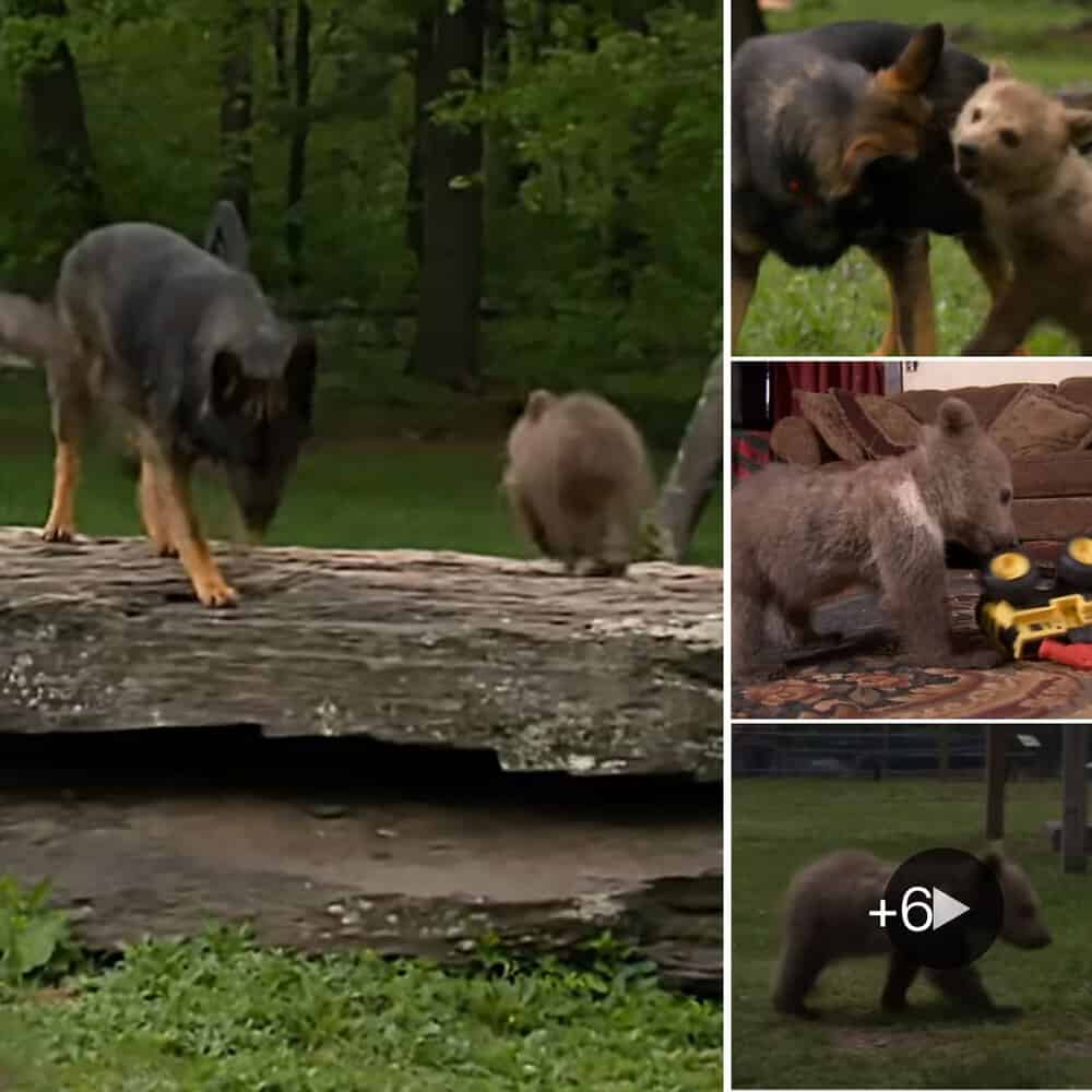 Heartwarming Tale: Baby Bear Cub Bonds with German Shepherd in Unlikely ...