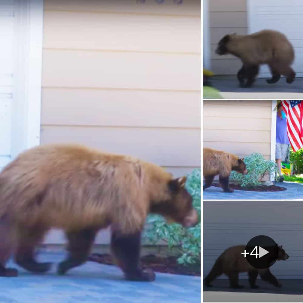 Hilarious Bear Encounter Caught on Camera: Man’s Surprising Reaction Goes Viral | Daily BB News