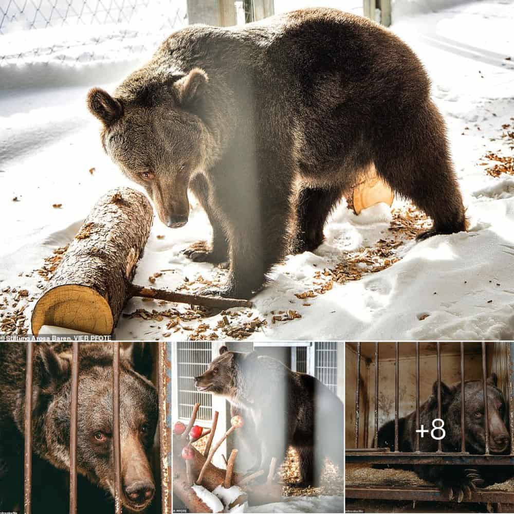 Lonely Circus Bear Rescued and Reunited with Fellow Bears in Swiss ...