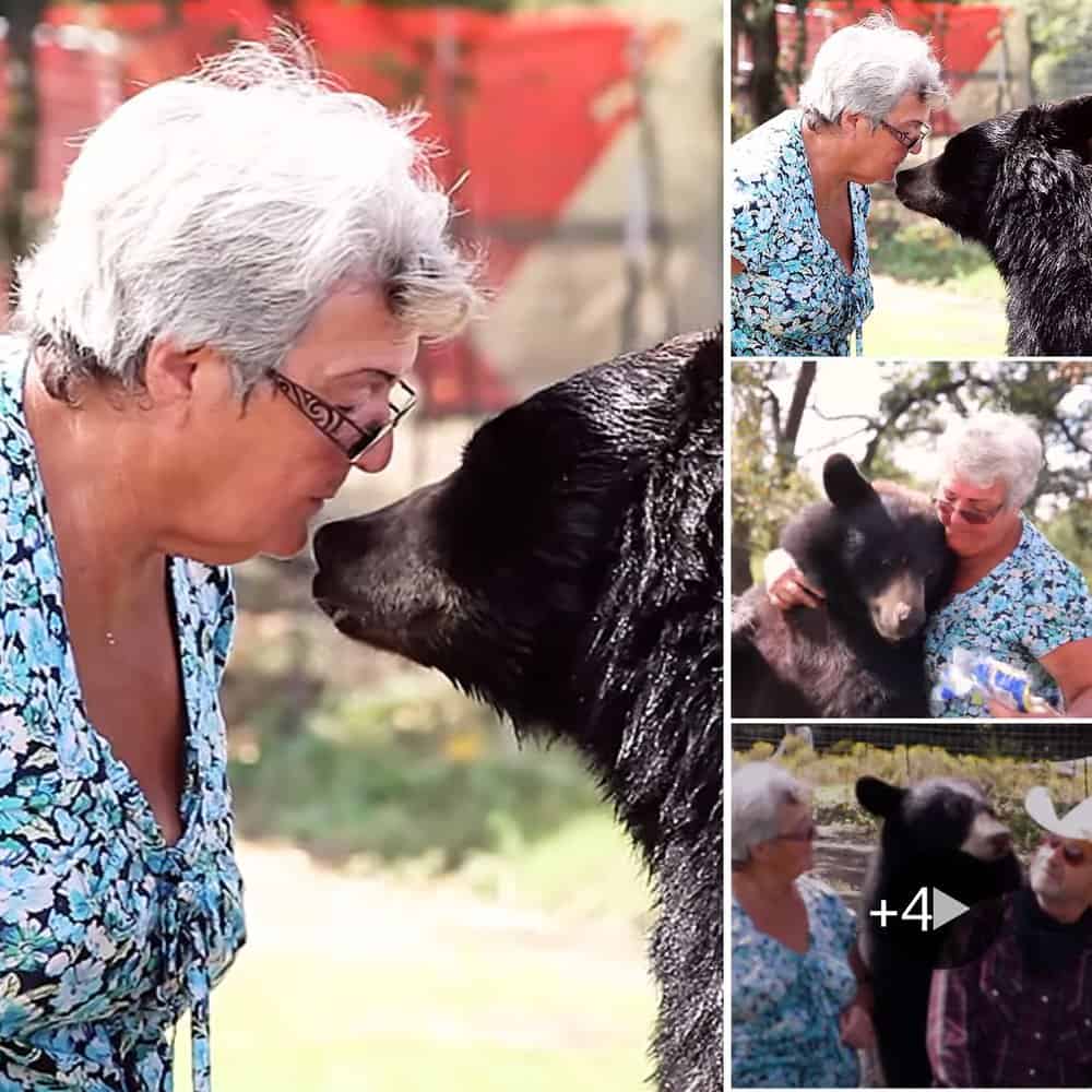 Meet Bonnie Hart: The 62 Years Old Grandma with Two Bears and a Tiger ...