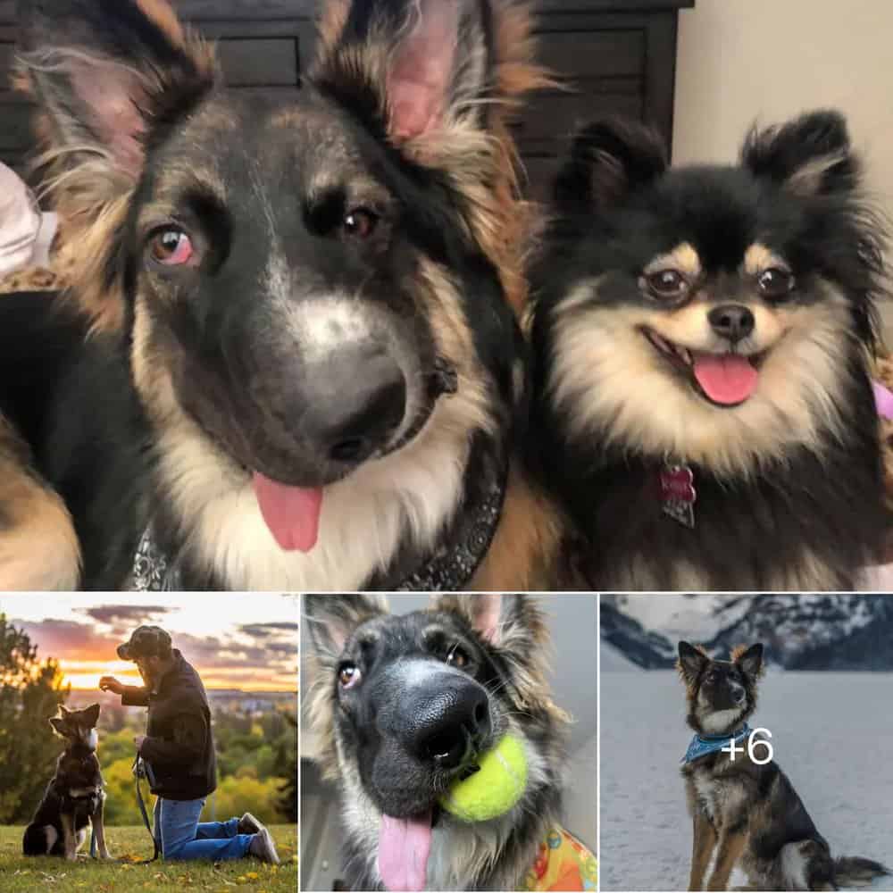 Meet Brodie: The Lovable "Wonky" Dog Overcoming All Odds