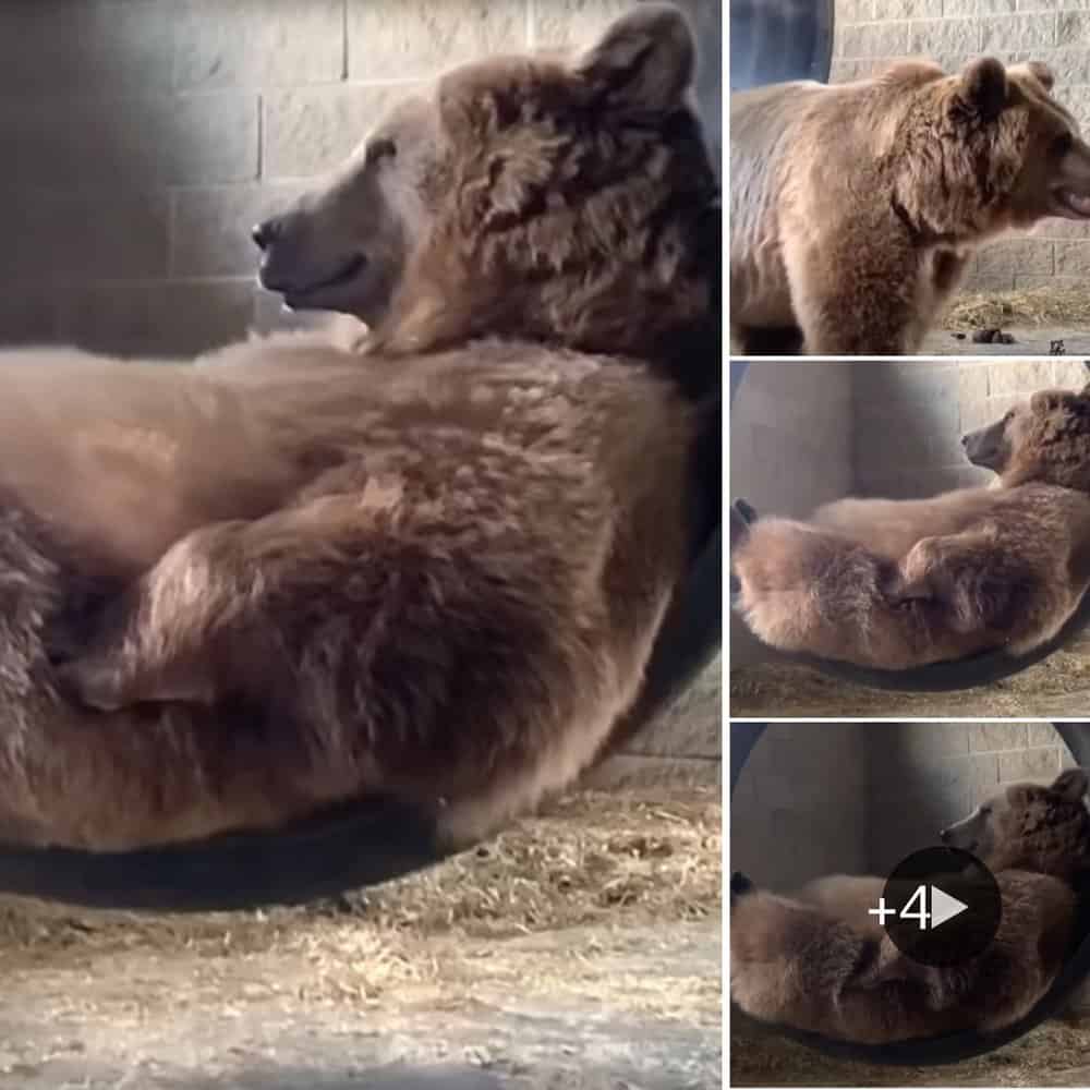 Meet Jenny: The Zen Bear Who Found Inner Peace on a Swing | Daily BB News