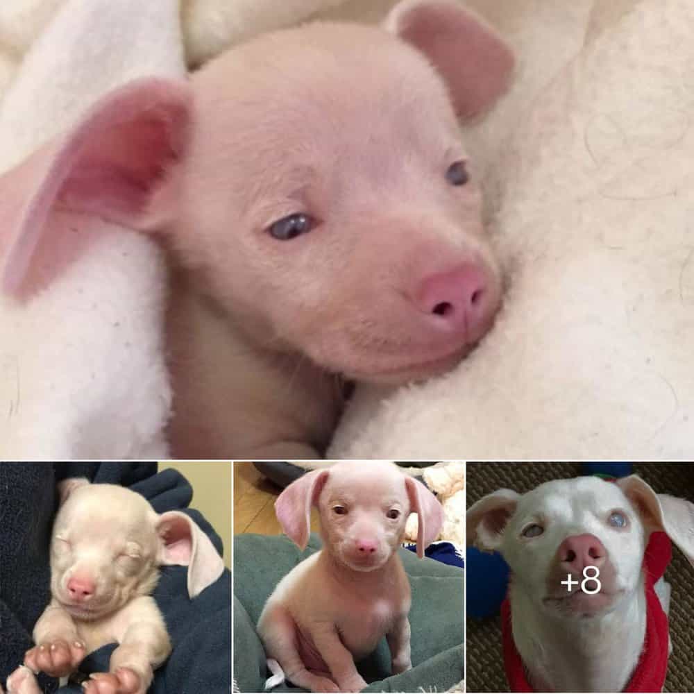 Meet Piglet: The Blind and Deaf Pink Puppy Who Inspires Everyone