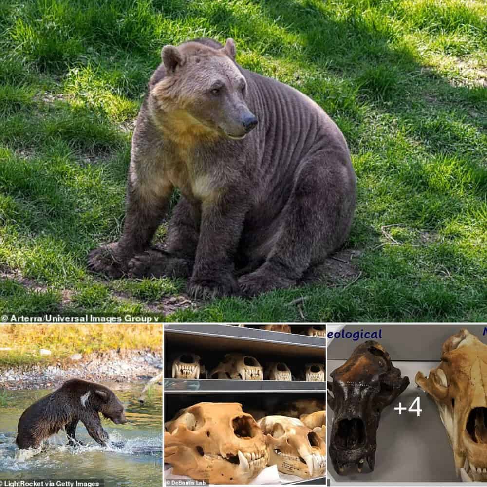 Auto Draft | Daily BB News