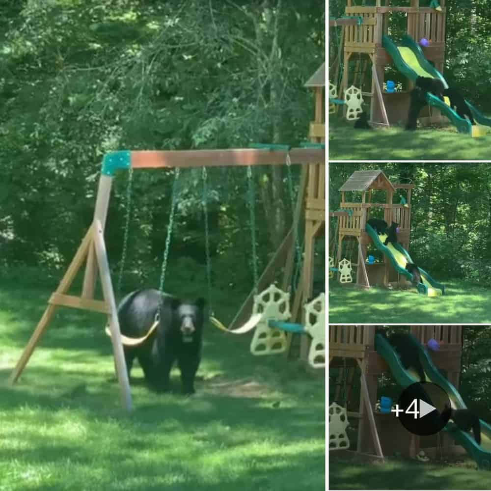 Playtime In The Backyard Mama Bear And Cubs Take Over North Carolina