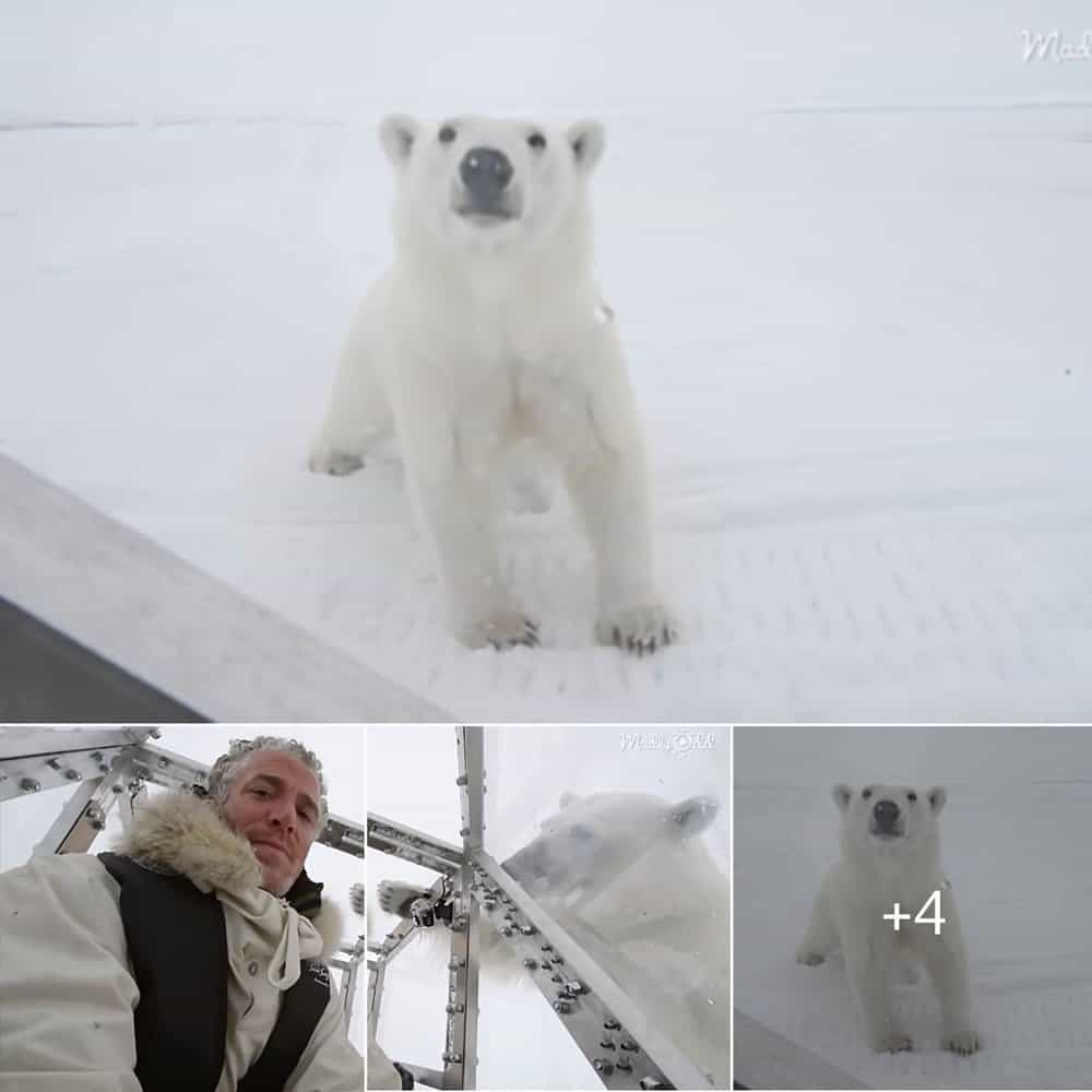 Polar Bear’s Terrifying Attempt to Reach BBC Journalist Captured on ...