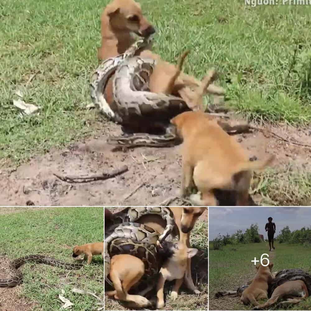 Puppy Heroically Alerts Villagers to Save Mother Dog from Giant Python Attack