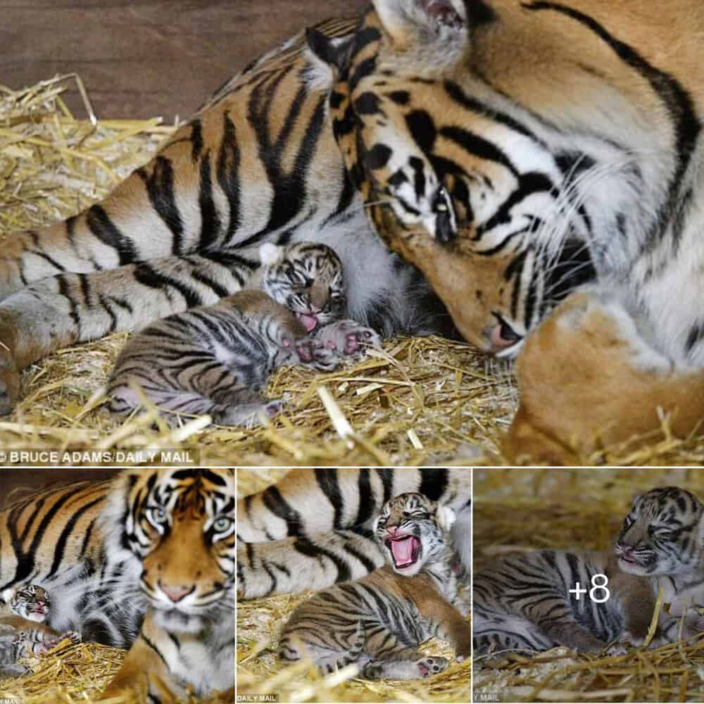 Rare Sumatran Tiger Cub Born at North Yorkshire Zoo