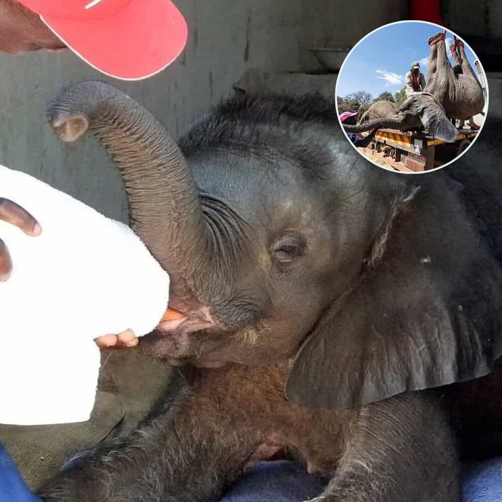 Rescued Elephants Thrive in the Wild with Help from a Dedicated Caretaker