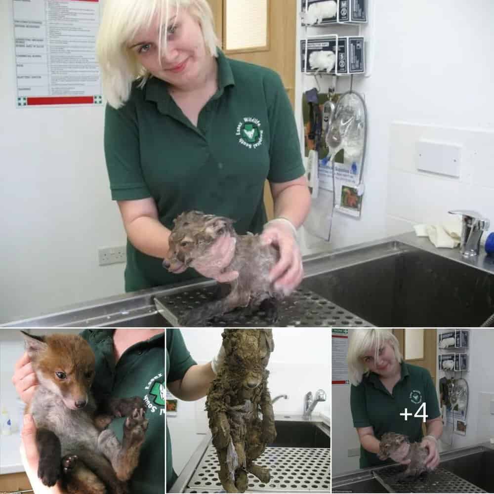 Rescuers Save 'Puppy' from Muddy Pit, Discover It's a Fox Cub