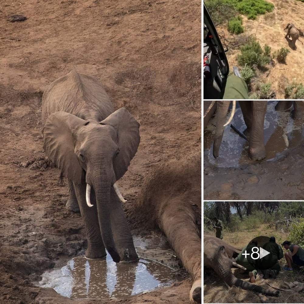 Safeguarding Kenya’s Wildlife: The Unity and Determination Behind ...
