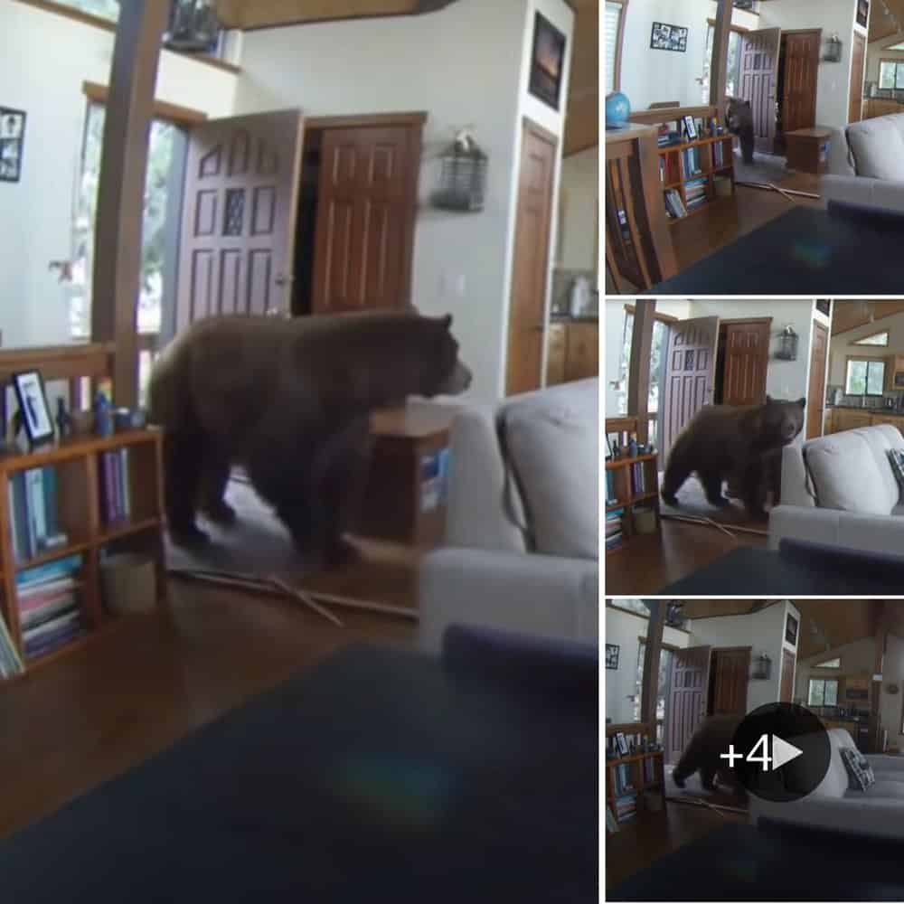 Startled Bear Breaks into Cabin and Retreats in Confusion | Daily BB News