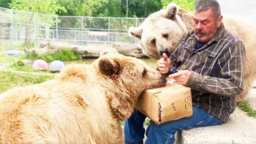 Video Adorable Bears Help Their Caretaker Open a Box of Treats at ...