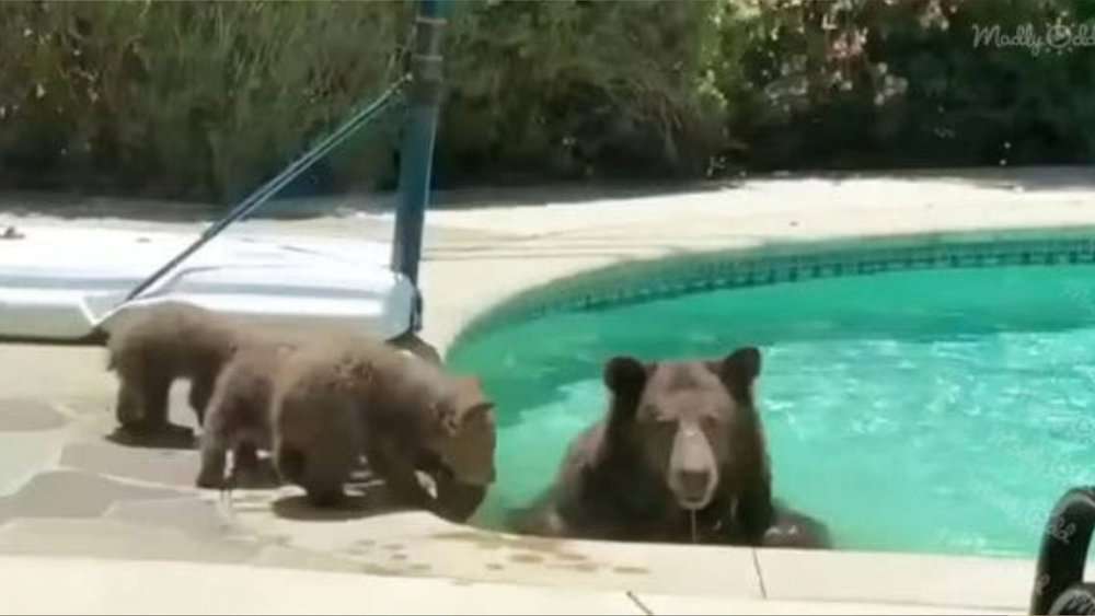 Video Bears Cool Off in California Family's Swimming Pool