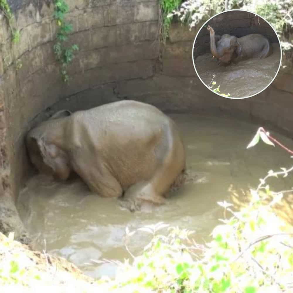[Video] Dramatic Rescue: Baby Elephant's Inspiring Journey to Freedom