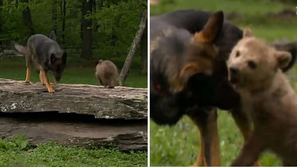 Video Heartwarming Tale: Baby Bear Cub Bonds with German Shepherd in ...