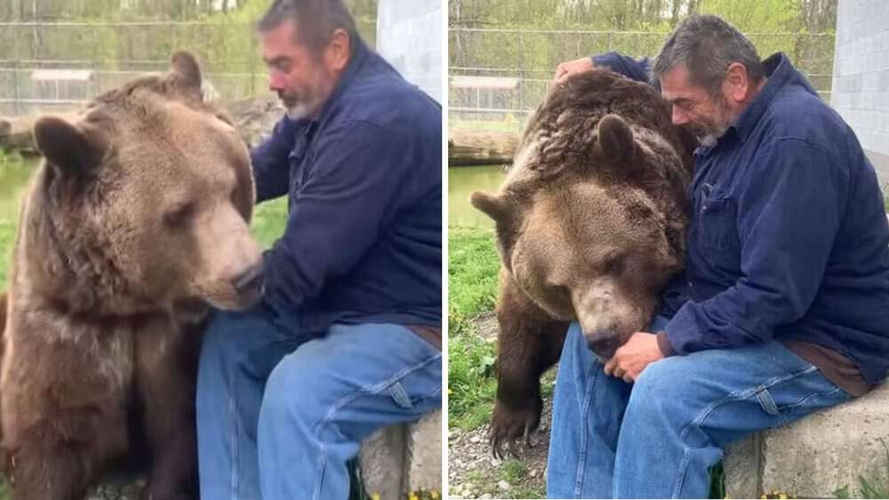 Video Heartwarming Video: Caretaker's Hug with Orphaned Bear Steals Hearts