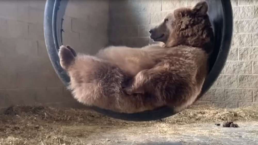 Video Meet Jenny: The Zen Bear Who Found Inner Peace on a Swing