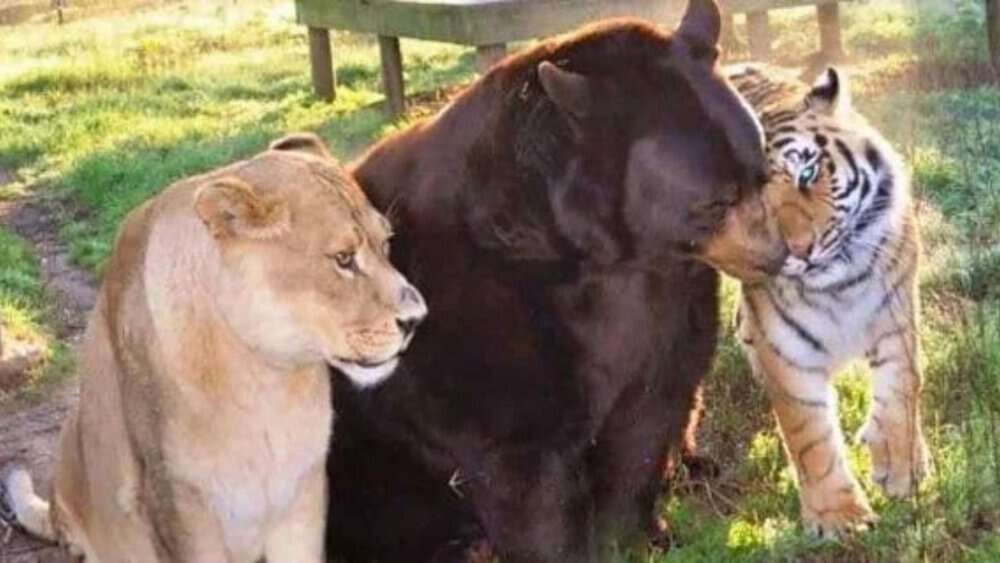 Video Unlikely Trio: Lion, Tiger, and Bear Forge Lifelong Friendship at Georgia Sanctuary