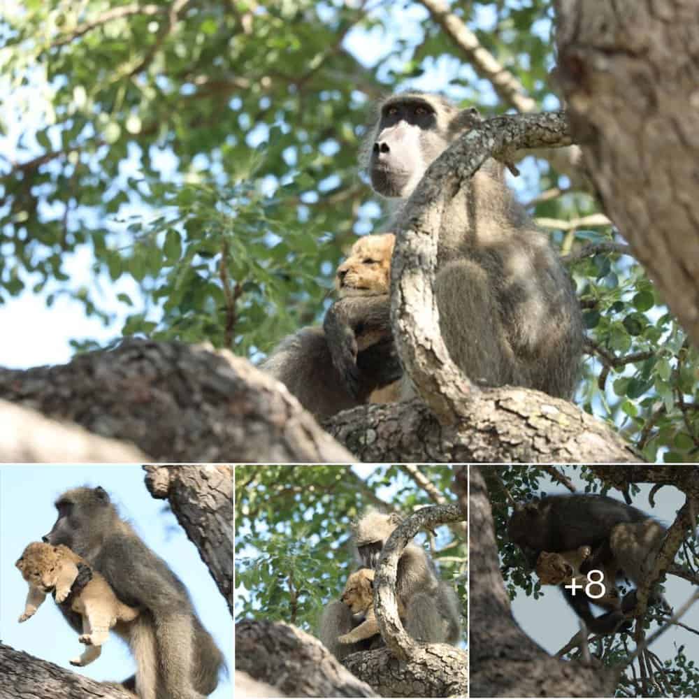 Wild Wonder: A Lion Cub's Incredible Journey Raised by a Baboon Defies ...