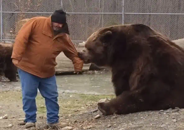 Video Touching Moment: Giant Kodiak Bear Reminds Caretaker That Cuddles ...