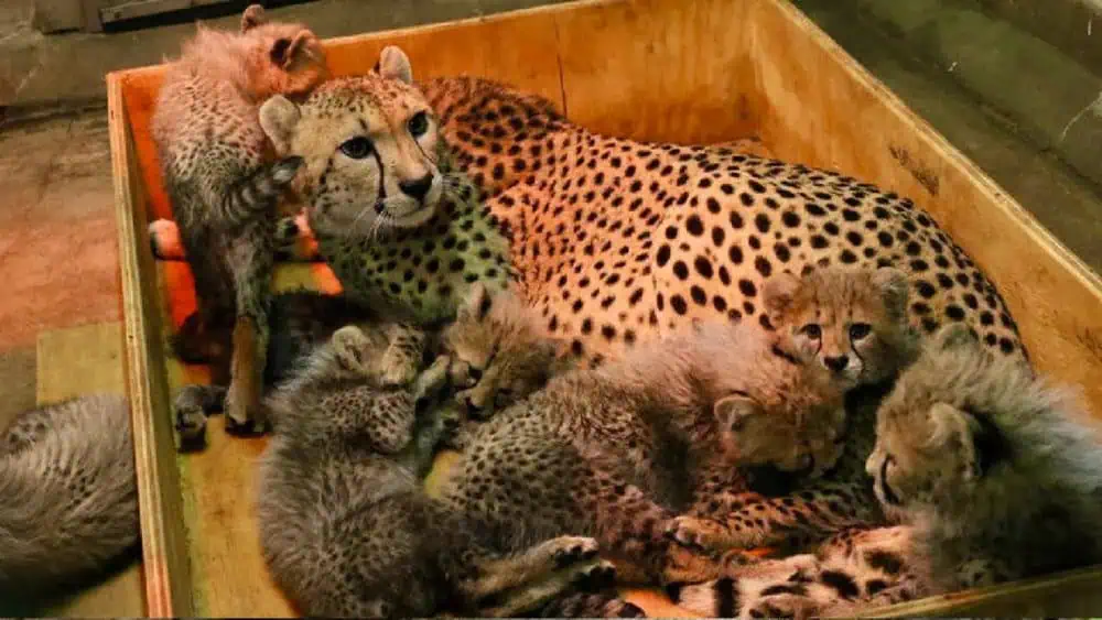 Cheetah Gives Birth to Record-Breaking Litter of Eight Healthy Cubs at ...