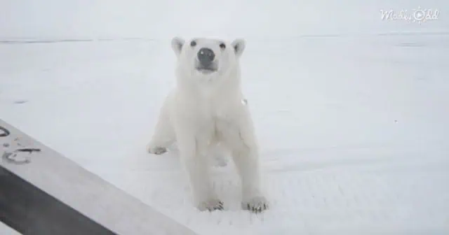 Polar Bear’s Terrifying Attempt to Reach BBC Journalist Captured on ...