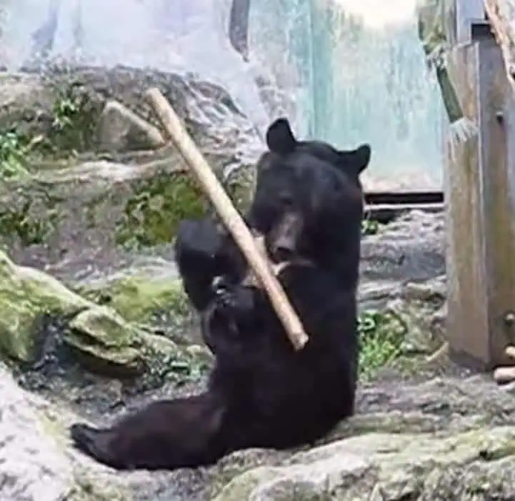 Video Meet Claude, the Kung Fu Bear: A Martial Arts Prodigy at Asa Zoo