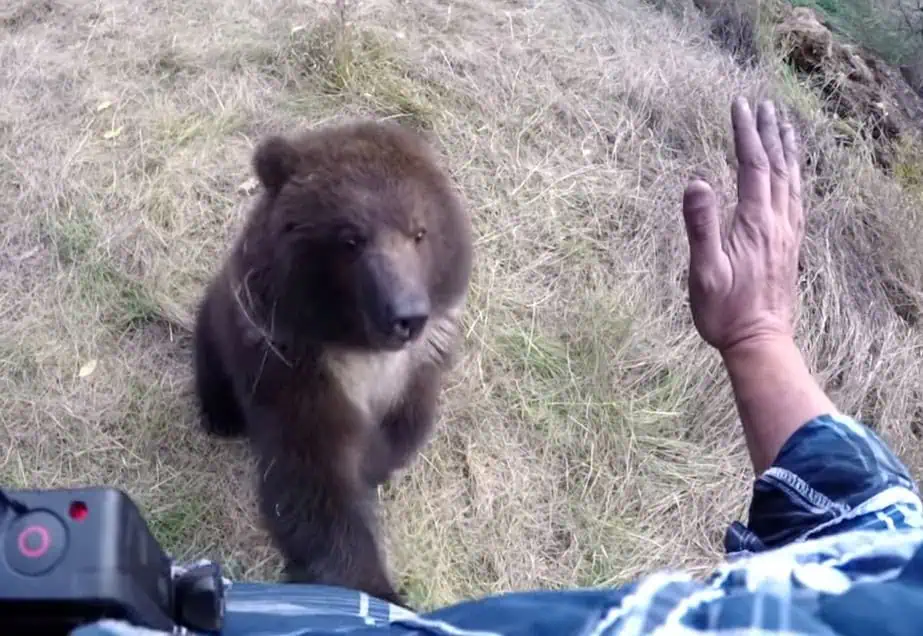 Video Witness the Wild Side: Naturalist Tickles a Bear in Jaw-Dropping ...