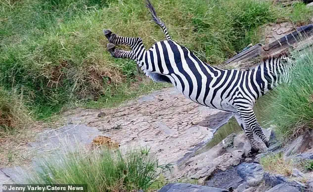 A Daring Escape: Zebra Outmaneuvers Lioness in Stunning Maasai Mara Footage