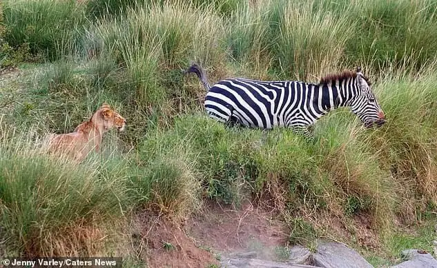 A Daring Escape: Zebra Outmaneuvers Lioness in Stunning Maasai Mara Footage
