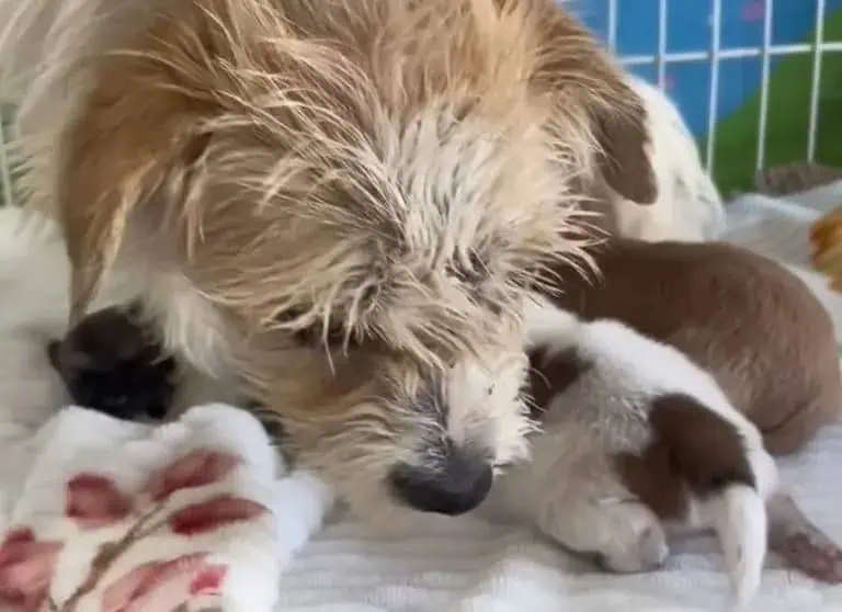 Mama Dog Begs for Help to Save Her Puppies, Rescue Team Answers the Call
