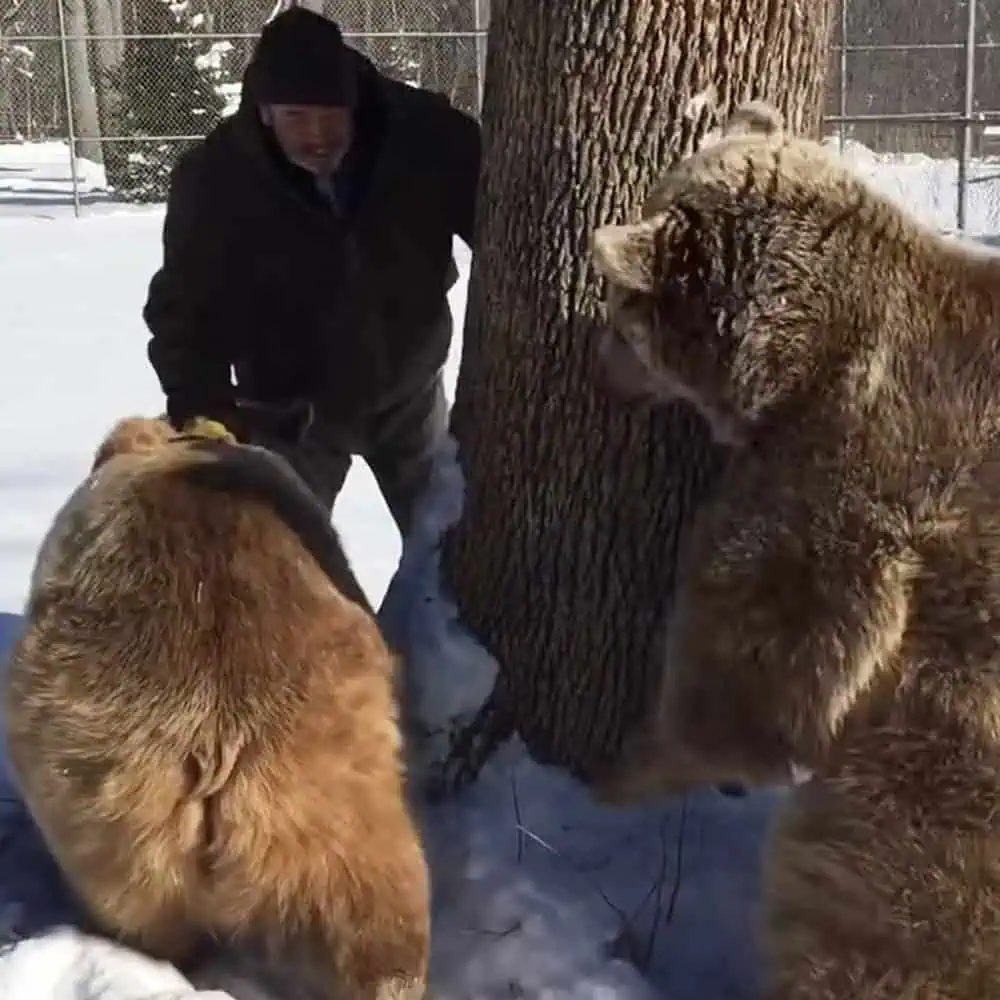 Video A Man and His Bears: The Incredible Bond at a New York Wildlife ...