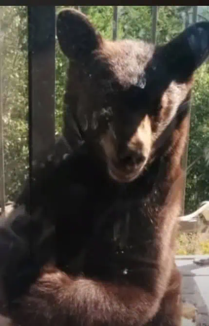 Video Uninvited Guests: Bears Throw Party in Idaho Man's Home!