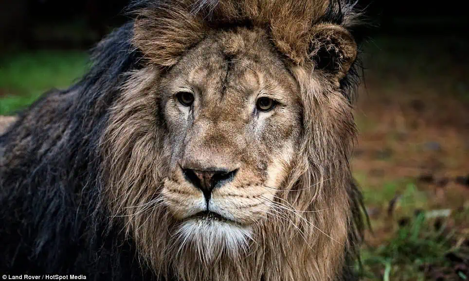 Simba the Lion’s Incredible Journey Back to the Wild