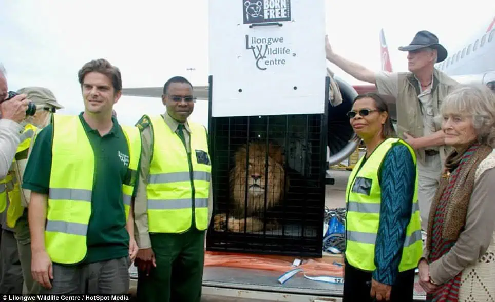 Simba the Lion’s Incredible Journey Back to the Wild