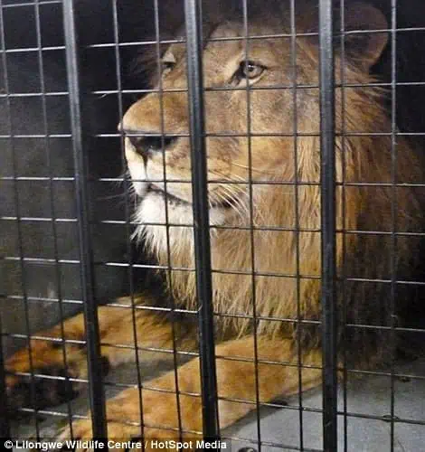 Simba the Lion’s Incredible Journey Back to the Wild