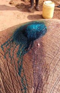 Emergency Response Saves Injured Elephant in Kenya