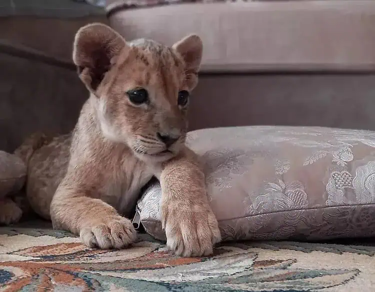 The Incredible Journey of Simba: A Cat's 800-Kilometer Adventure