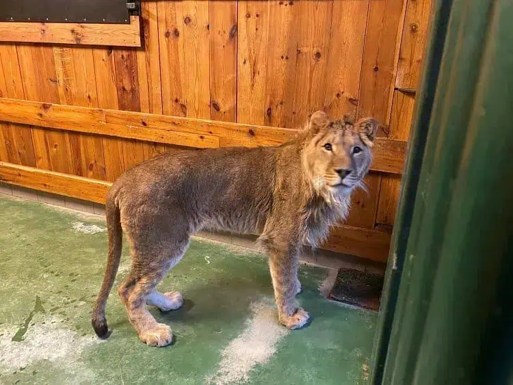 The Incredible Journey of Simba: A Cat's 800-Kilometer Adventure