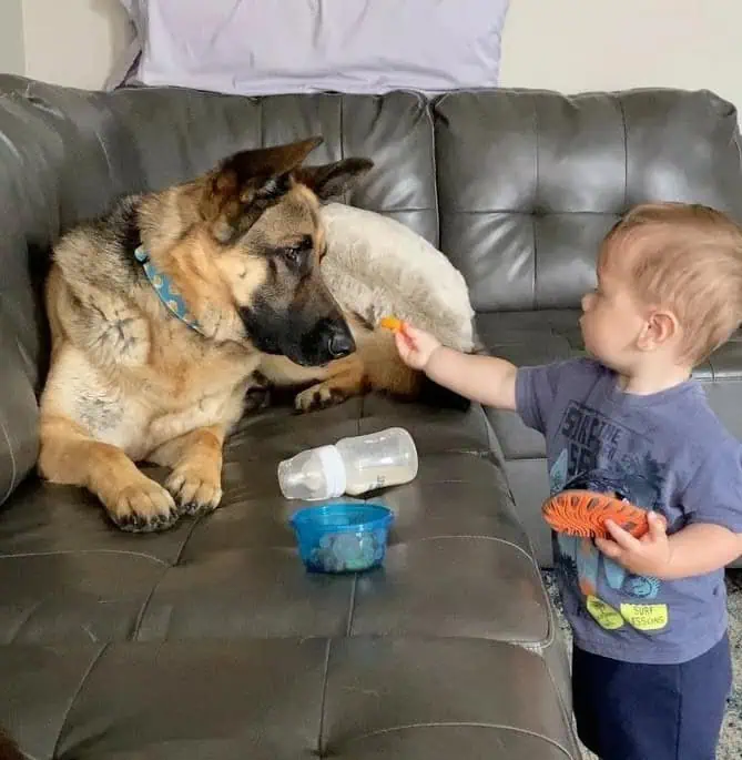 From Neglect to Nurture: Max the Rescue Dog Finds Love and Purpose