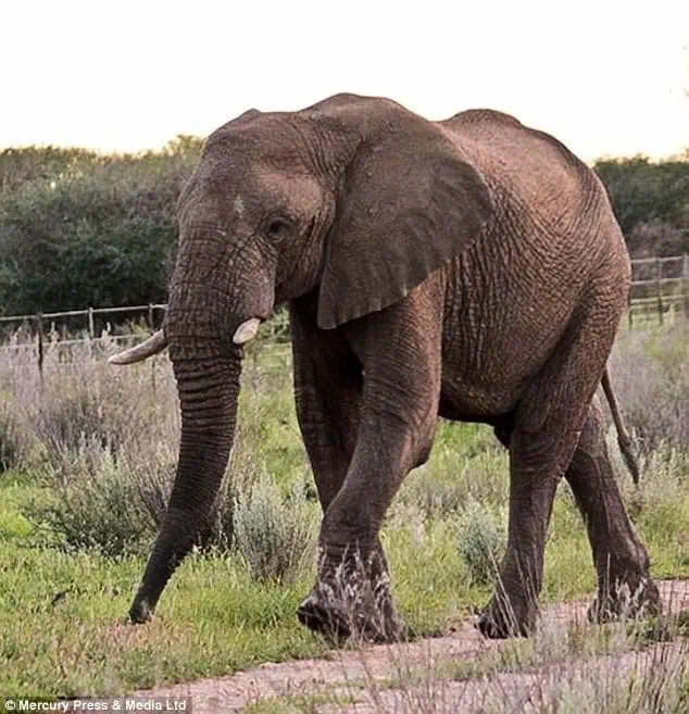 Elephants: Nature's Problem-Solvers in the Face of Human Barriers